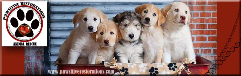 Pawsitive Restorations Animal Rescue – "Righting the most unfathomable ...