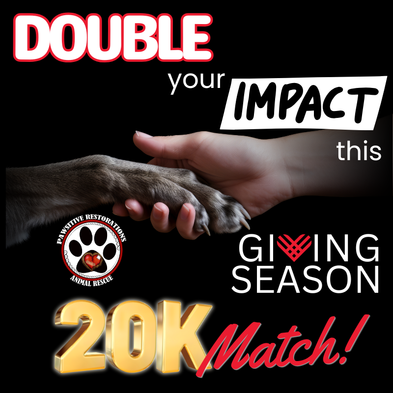 Pawsitive Impact Match – Double Your Impact for Rescue Animals ...