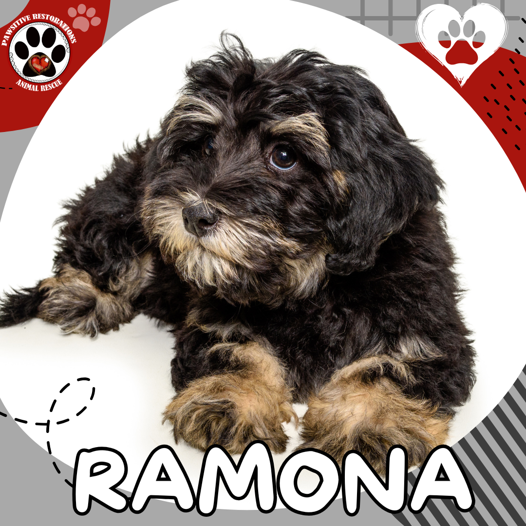 ADOPT RAMONA! ♥ - Pawsitive Restorations Animal Rescue